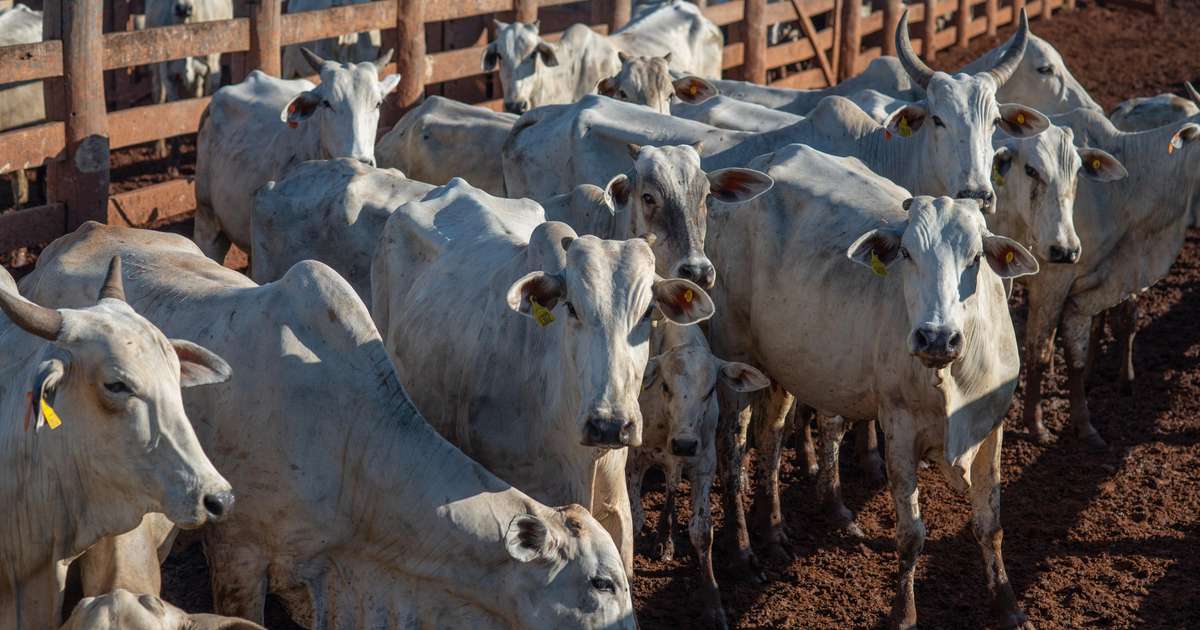 China reconhece Brasil como livre de febre aftosa e suspende proibição