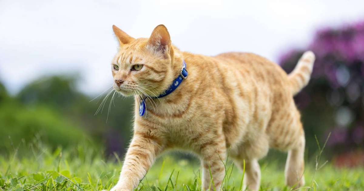 Gato Manês: o felino sem cauda que encanta pela origem e personalidade ...