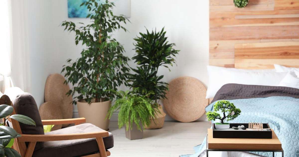 Plantas que Melhoram Seu Sono e Sua Saúde