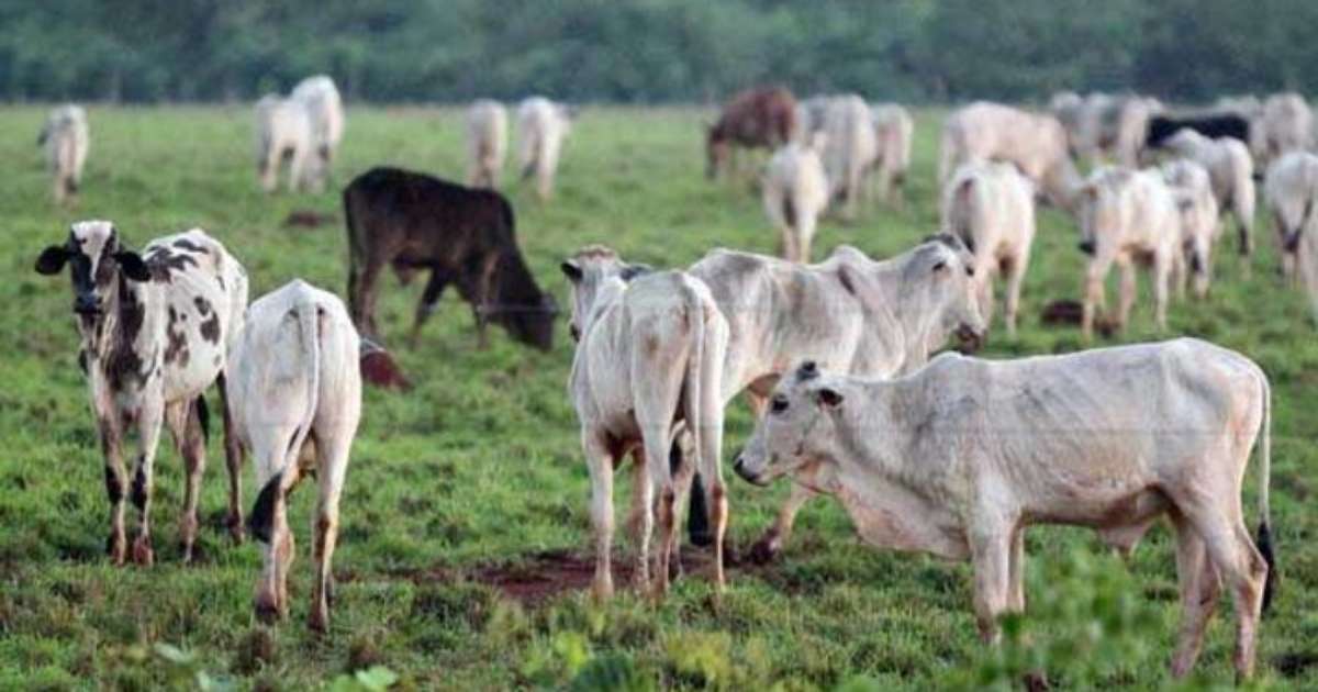 Grupo Prime, do setor de agronegócio, pede recuperação judicial com ...