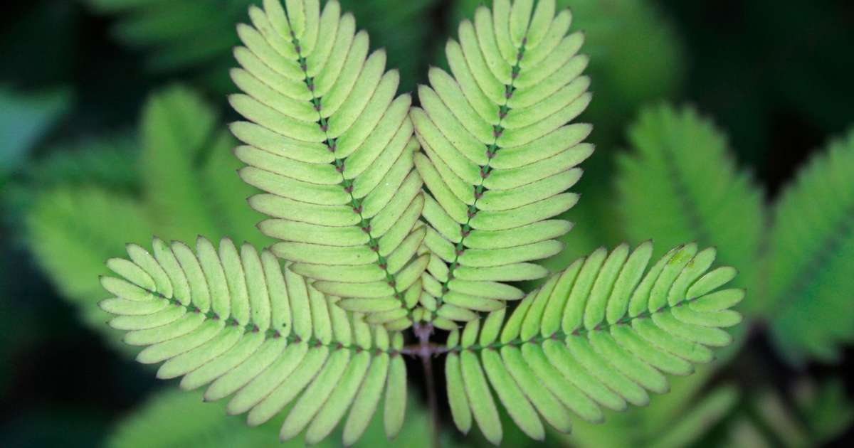A planta que "dorme": por que algumas espécies fecham as folhas quando ...