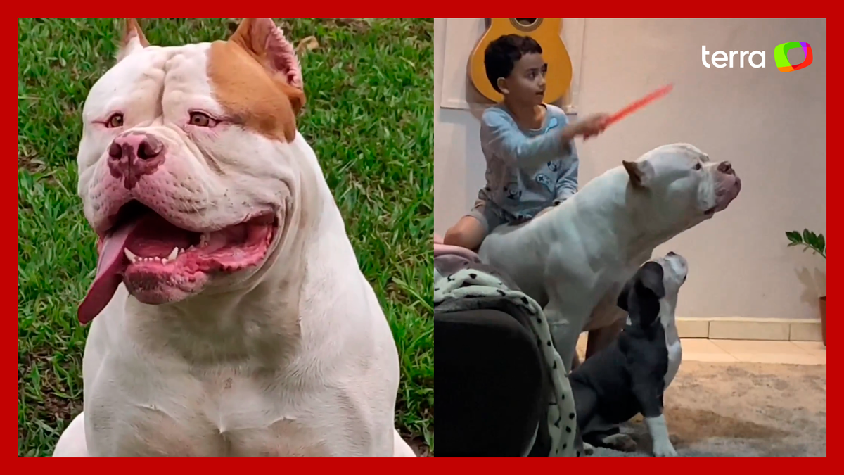 Cão da raça Pit Monster impressiona por tamanho e faz sucesso nas redes ...