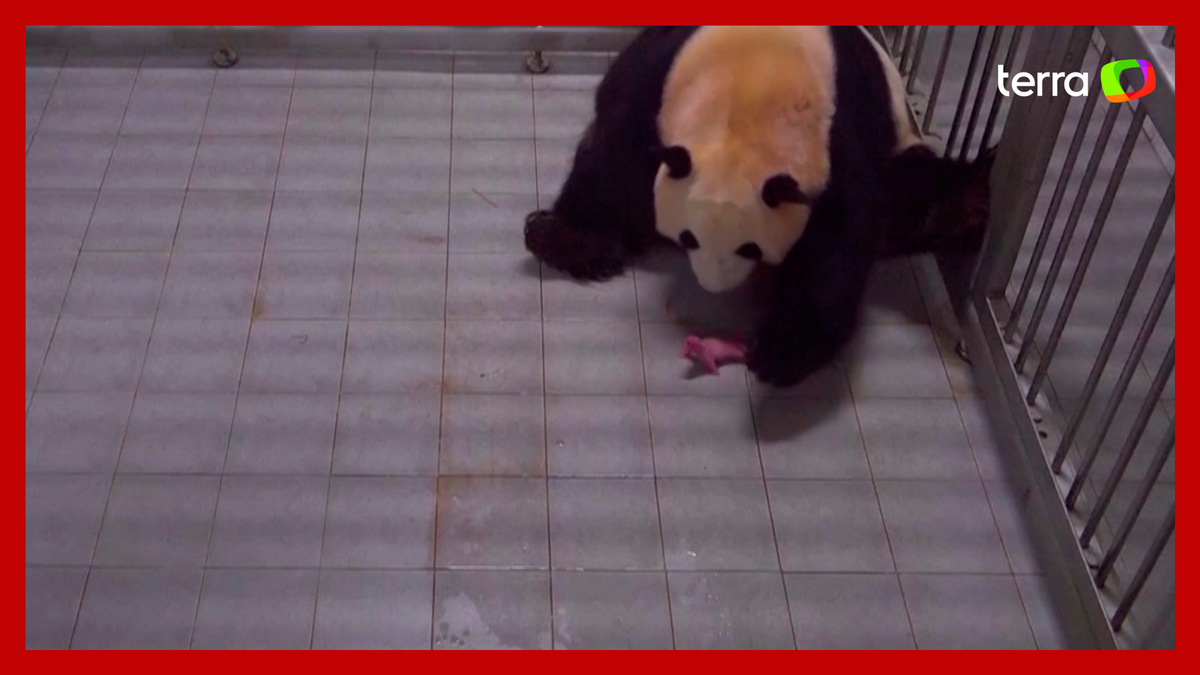 Zoológico sul-coreano anuncia os primeiros pandas gigantes gêmeos ...