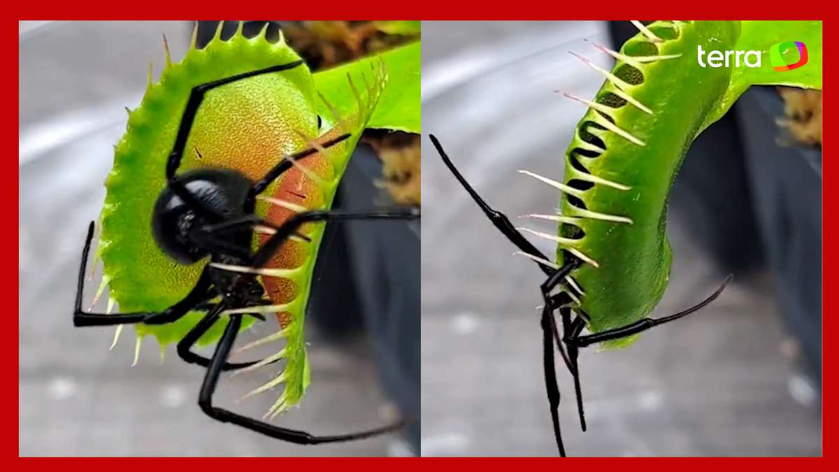 Vídeo impressionante mostra planta carnívora devorando aranha