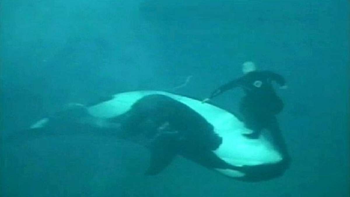 Vídeo mostra ataque de orca a treinador do Sea World