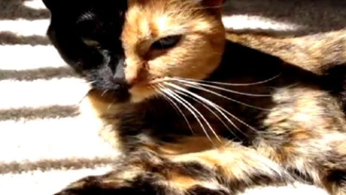 Gato com anomalia genética impressiona internautas; veja