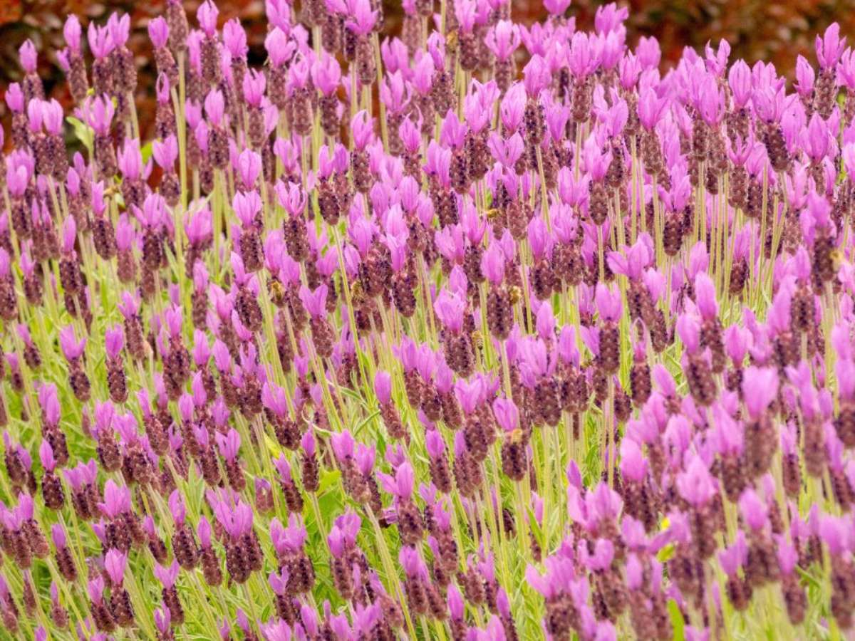 Tipos De Plantas De Lavanda Propiedades Y Usos De La Lavanda Como