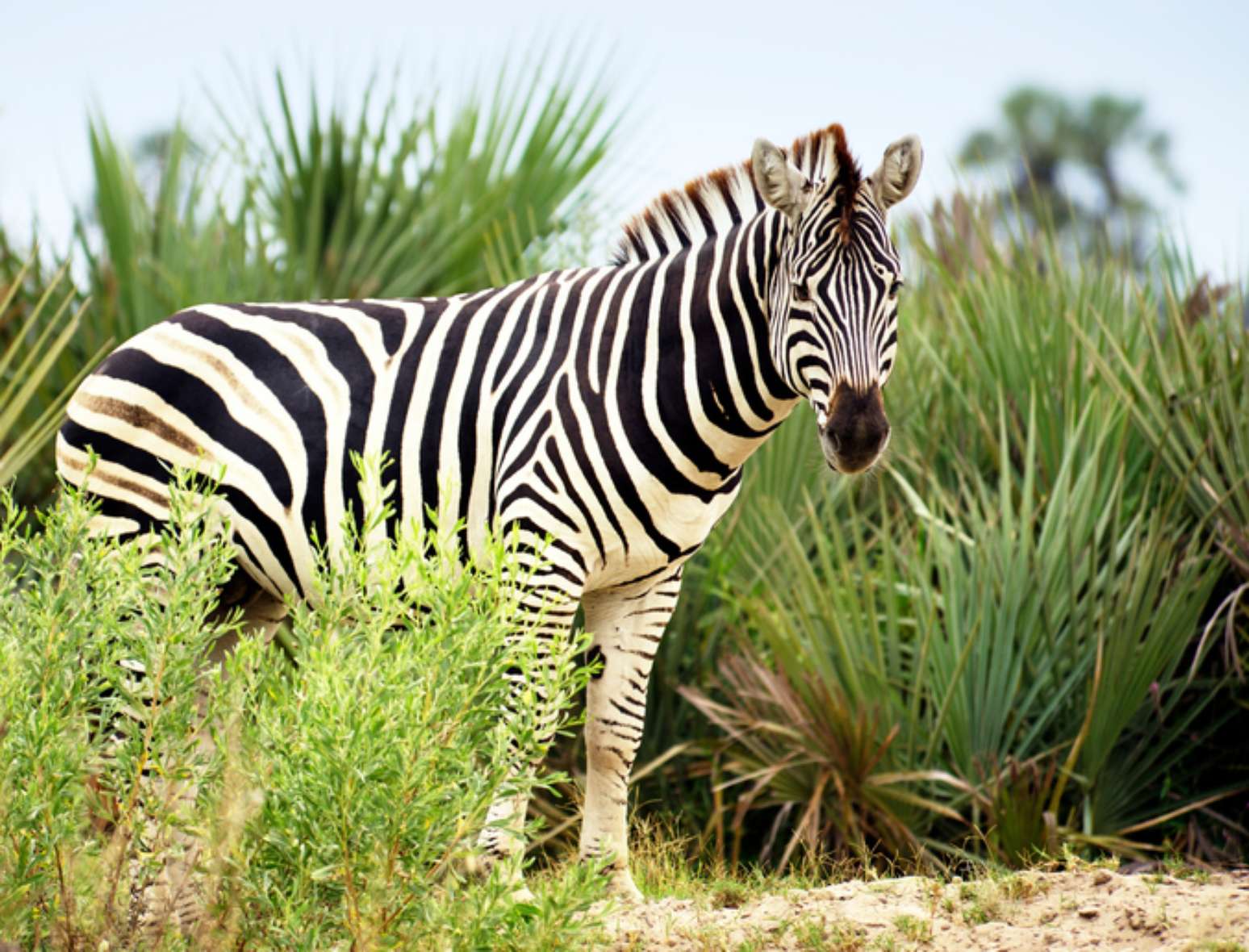 A zebra é branca com listras pretas ou o contrário?