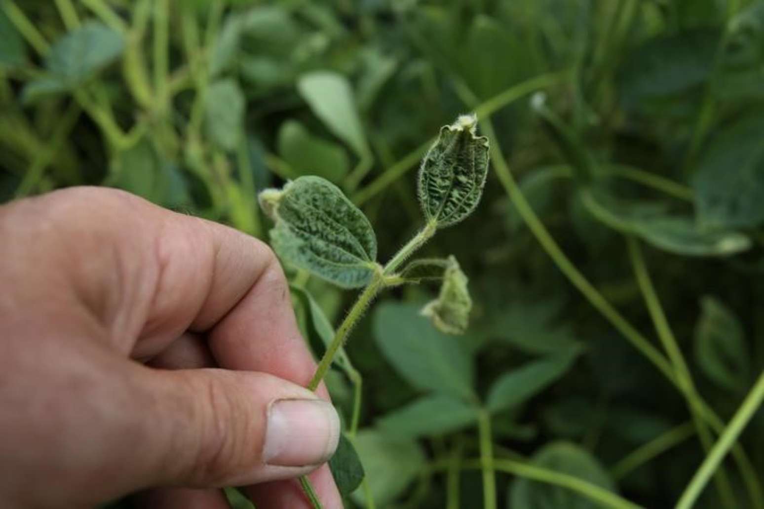 Monsanto não teme disputas legais, mantém lançamento de soja resistenta ...