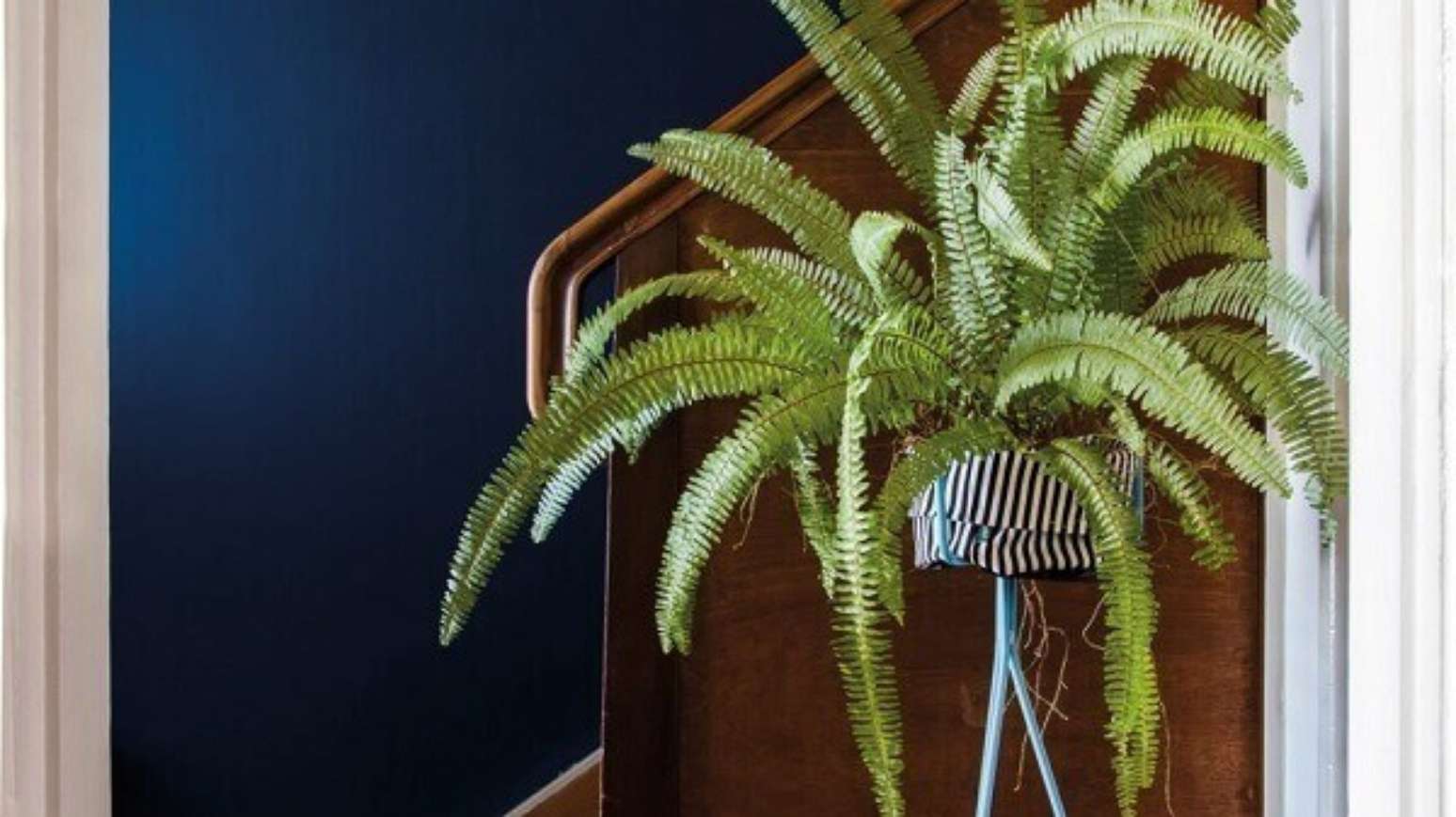Samambaia: +60 Ideias de Decoração para Sua Casa