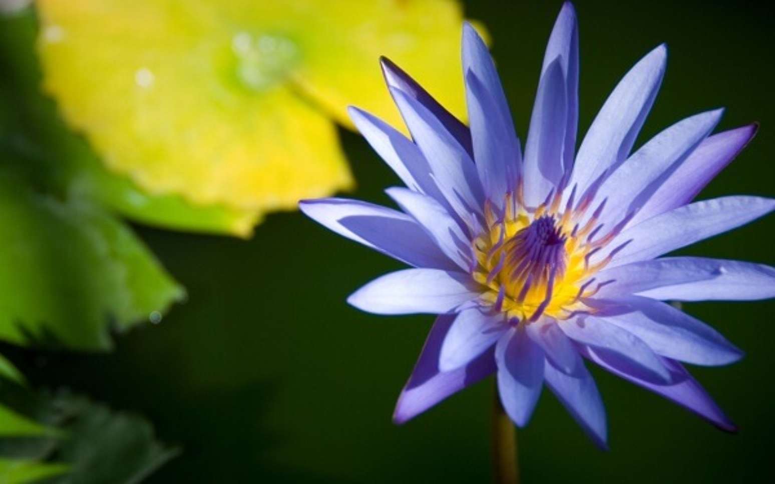 Flor de Lótus: Conheça as Curiosidades da Planta Oriental