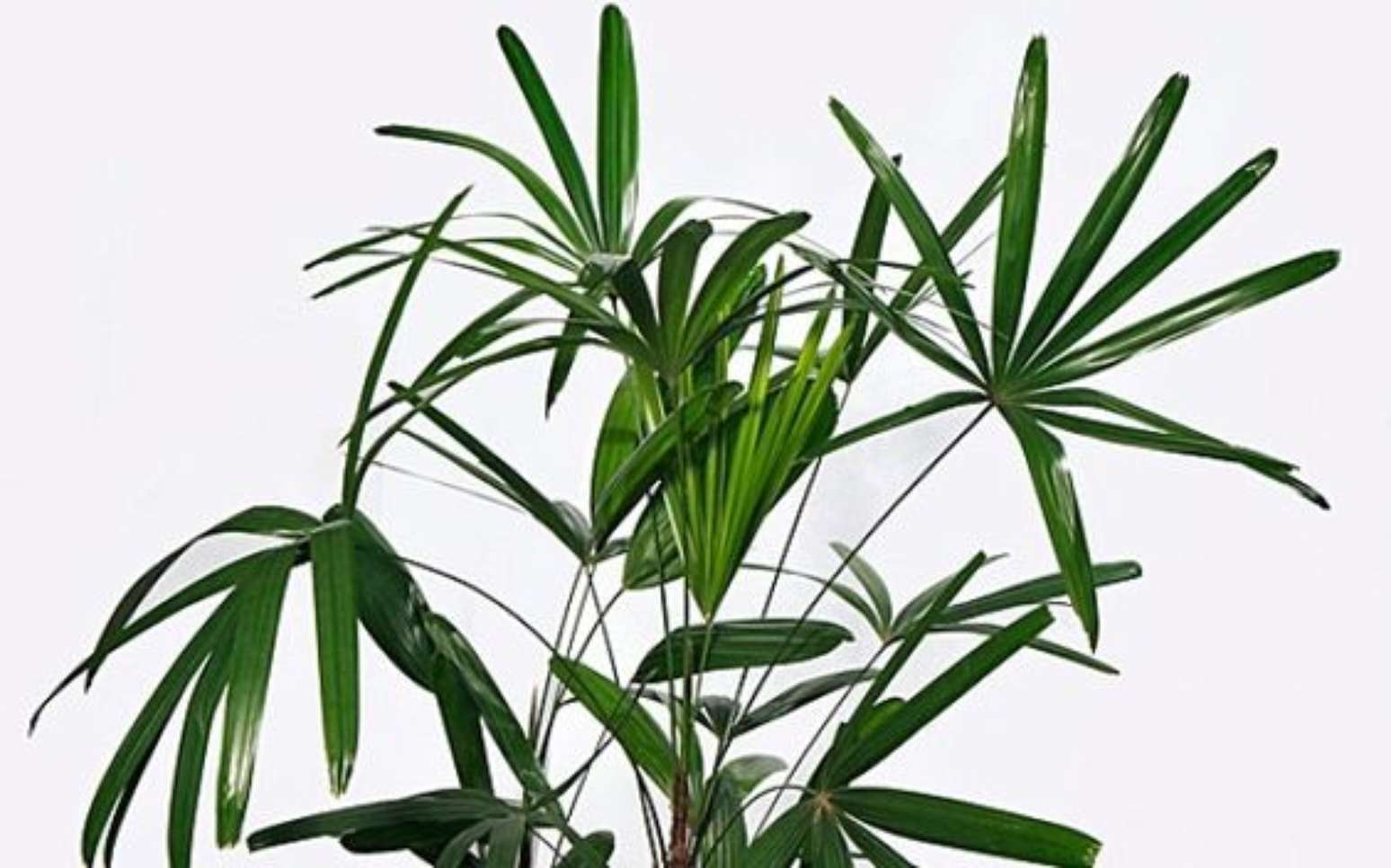 Palmeira Ráfia: Conheça a Planta e +61 Modelos Lindos