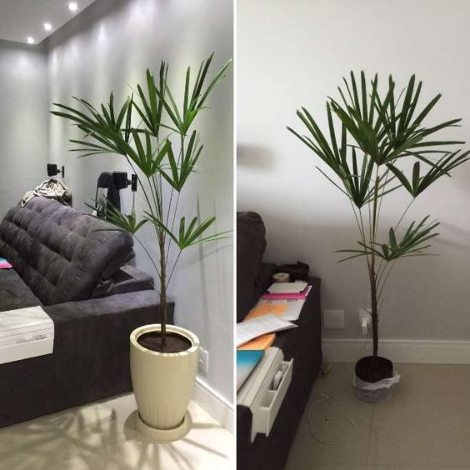 Palmeira Ráfia: Conheça a Planta e +61 Modelos Lindos