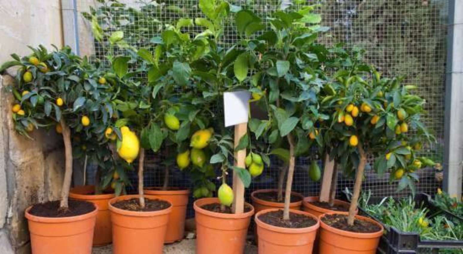 Árvores Frutíferas: +9 Espécies Para Cultivar em Casa
