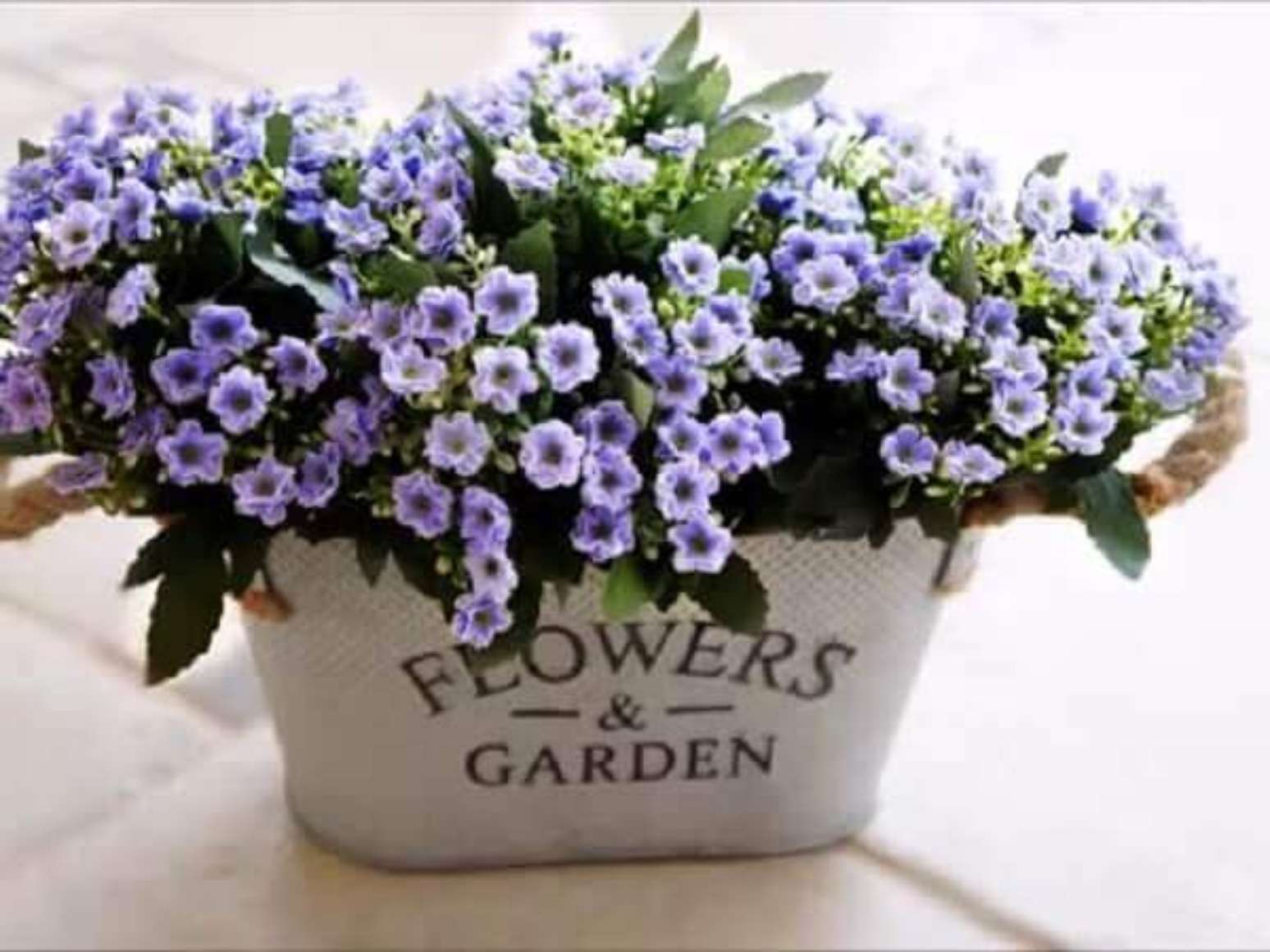 Flor da Fortuna: Como Cuidar, Significado e +55 Inspirações Lindas