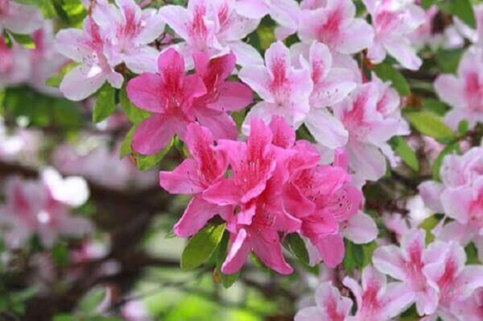 Azaleia: +53 Arranjos Coloridos e Dicas de Como Cultivar Essa Flor