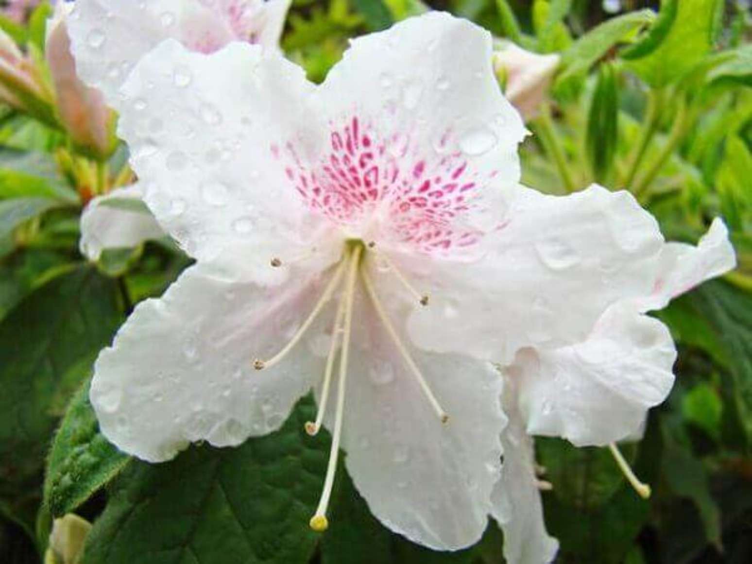 Azaleia: +53 Arranjos Coloridos e Dicas de Como Cultivar Essa Flor