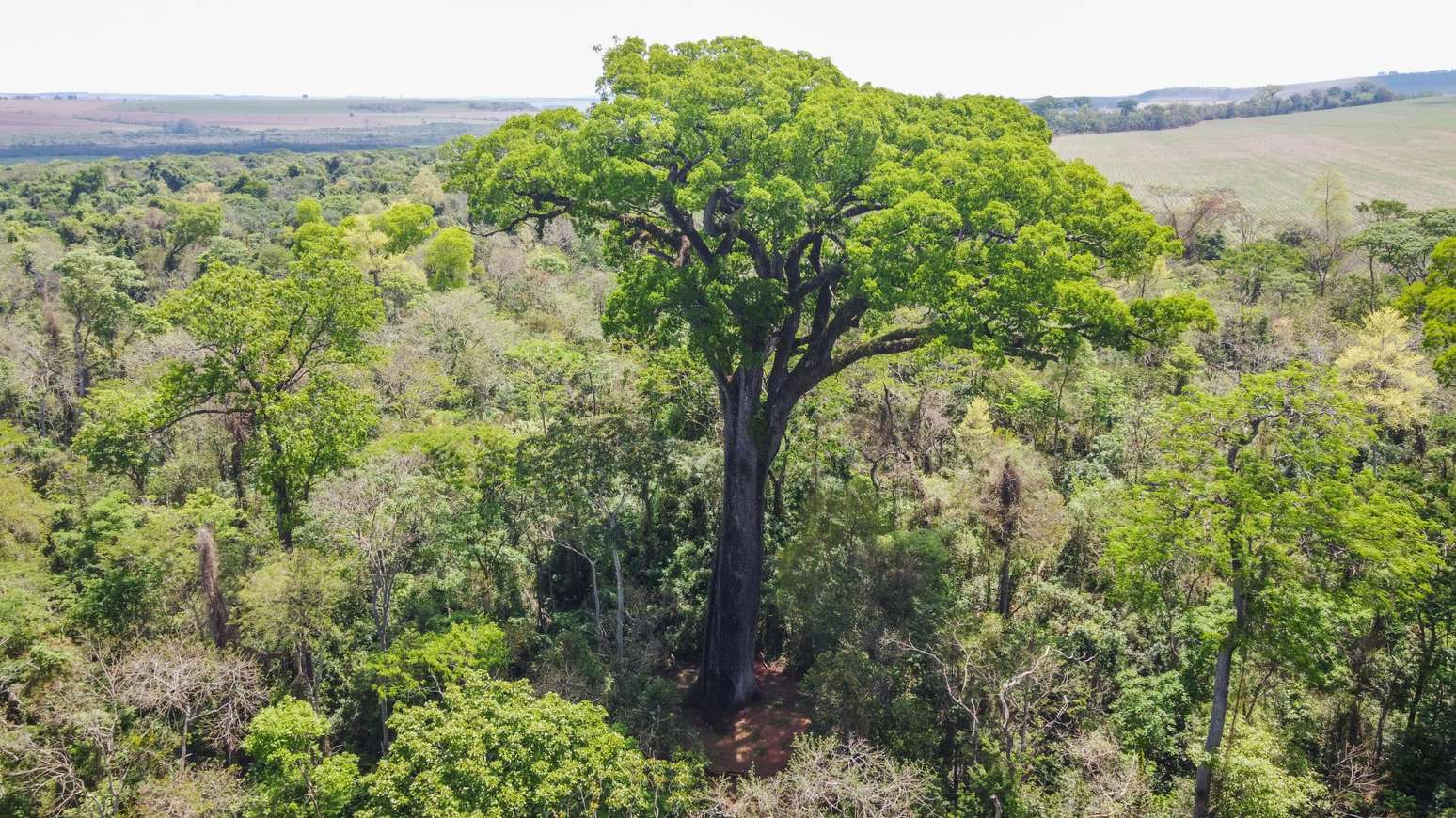 Árvore mais antiga do Brasil está em São Paulo - e agora você pode ...