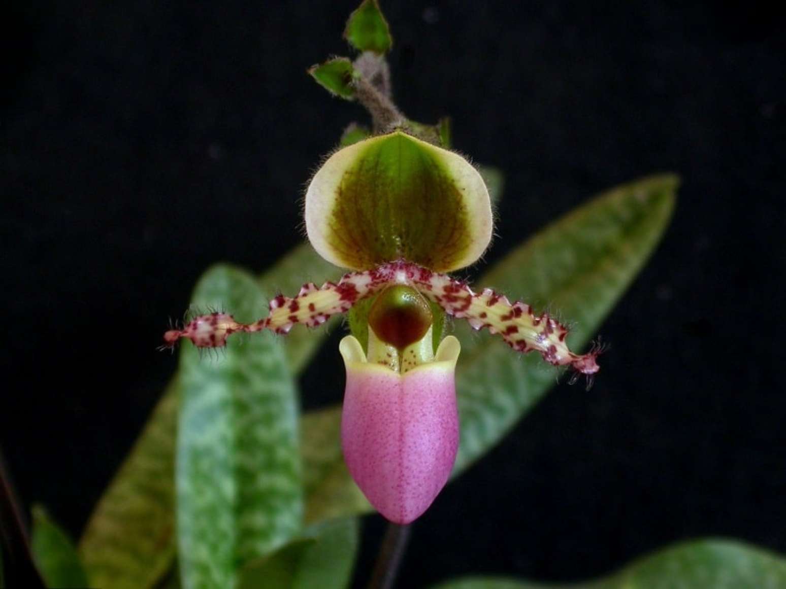 As 10 orquídeas mais raras do mundo