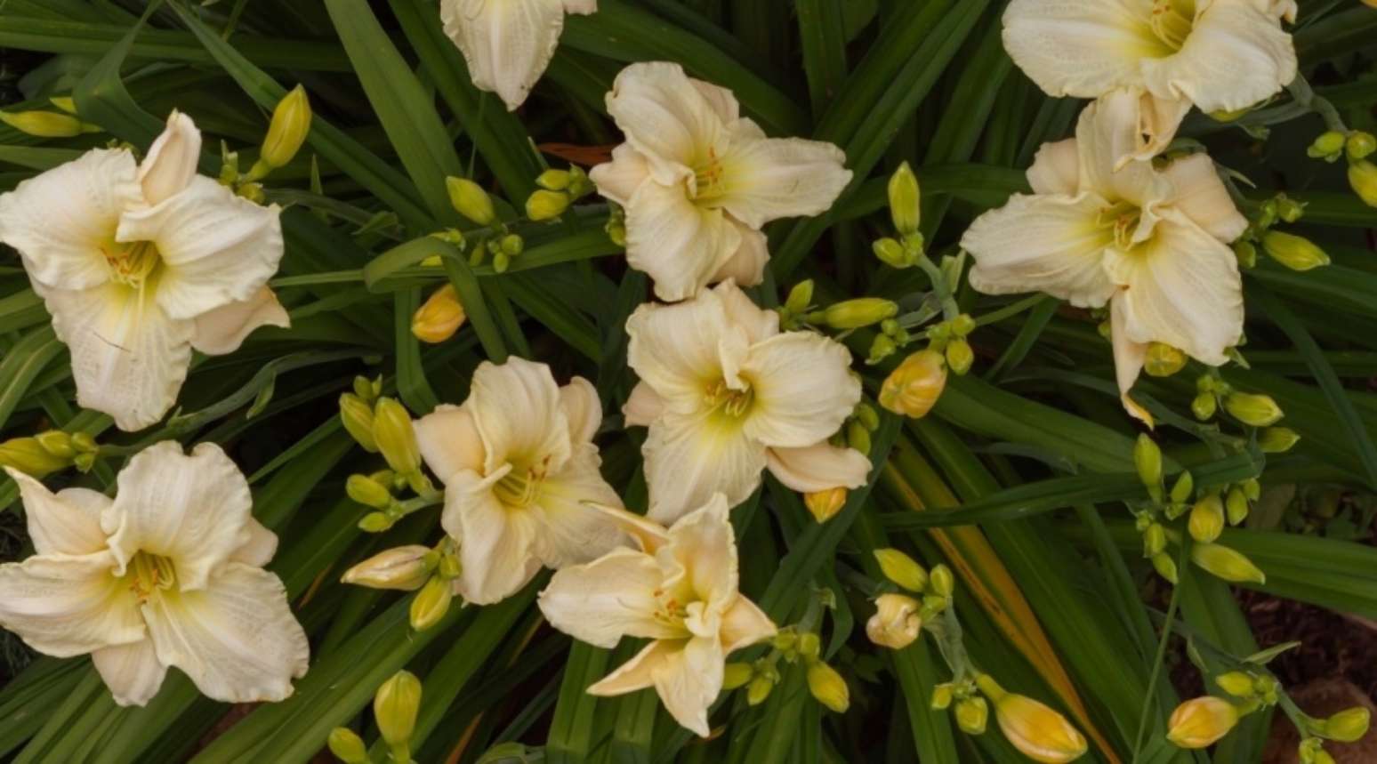 21 flores verdes para quem quer tudo combinando