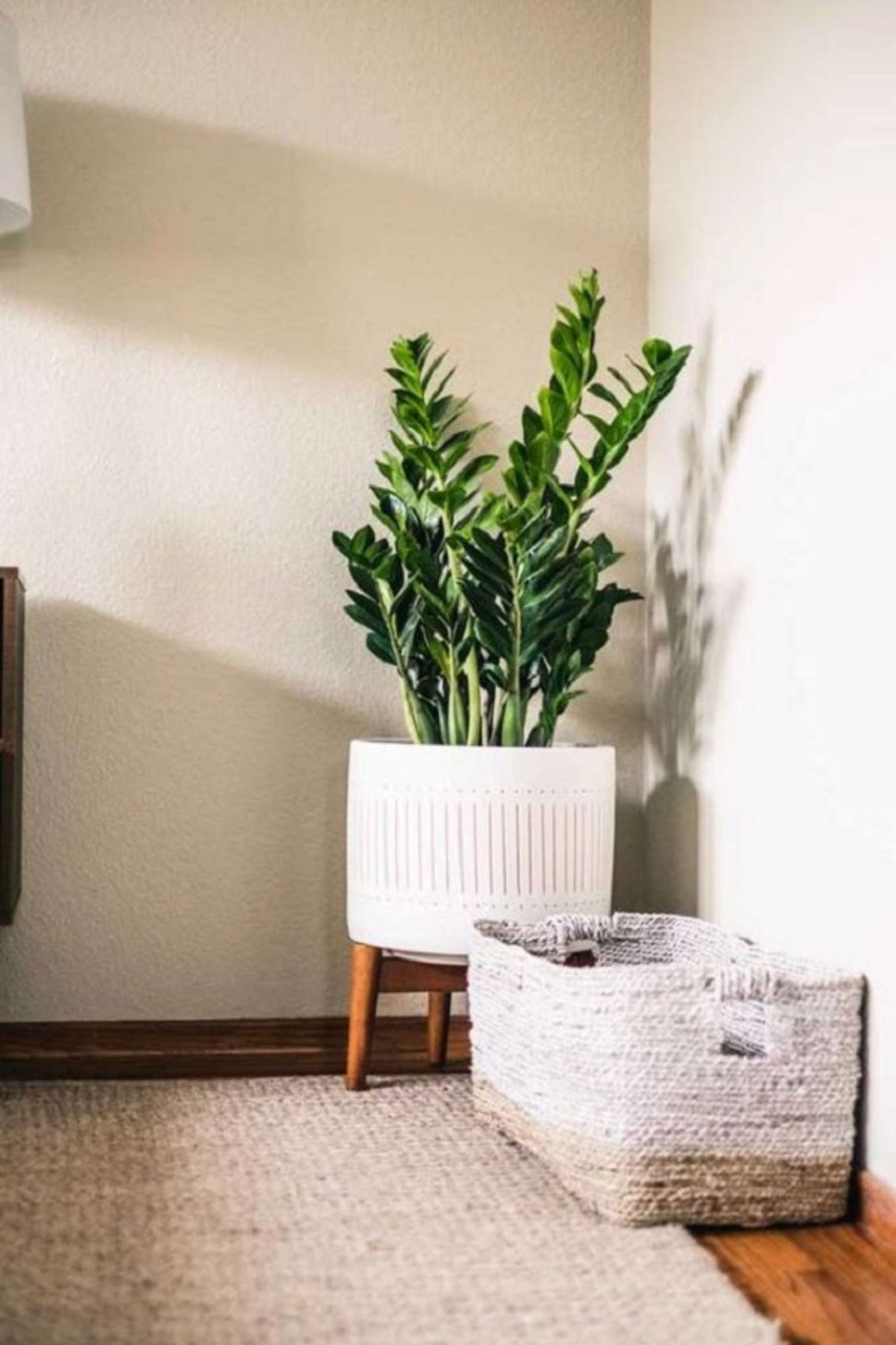 Cachepot Para Plantas: +60 Modelos Para Plantas Grandes e Pequenas