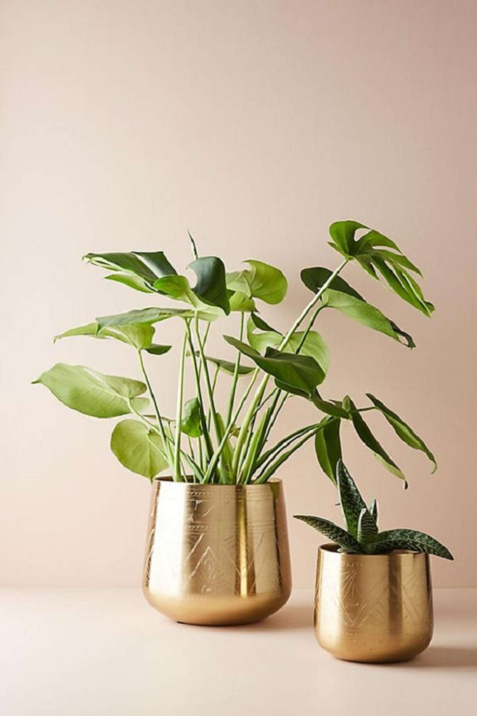 Cachepot Para Plantas: +60 Modelos Para Plantas Grandes e Pequenas