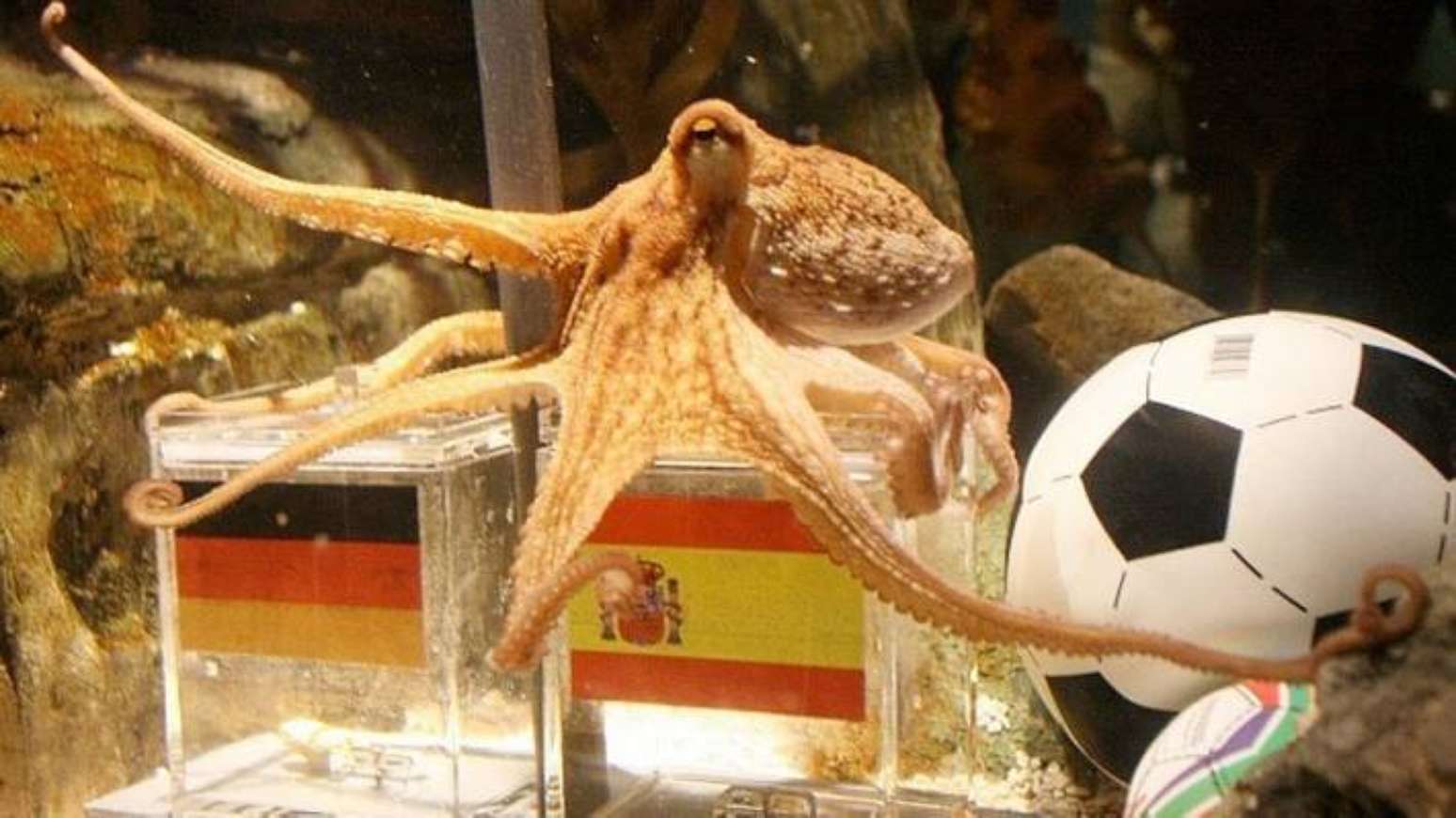 Você lembra com o polvo Paul? Saiba o que aconteceu com o vidente da ...