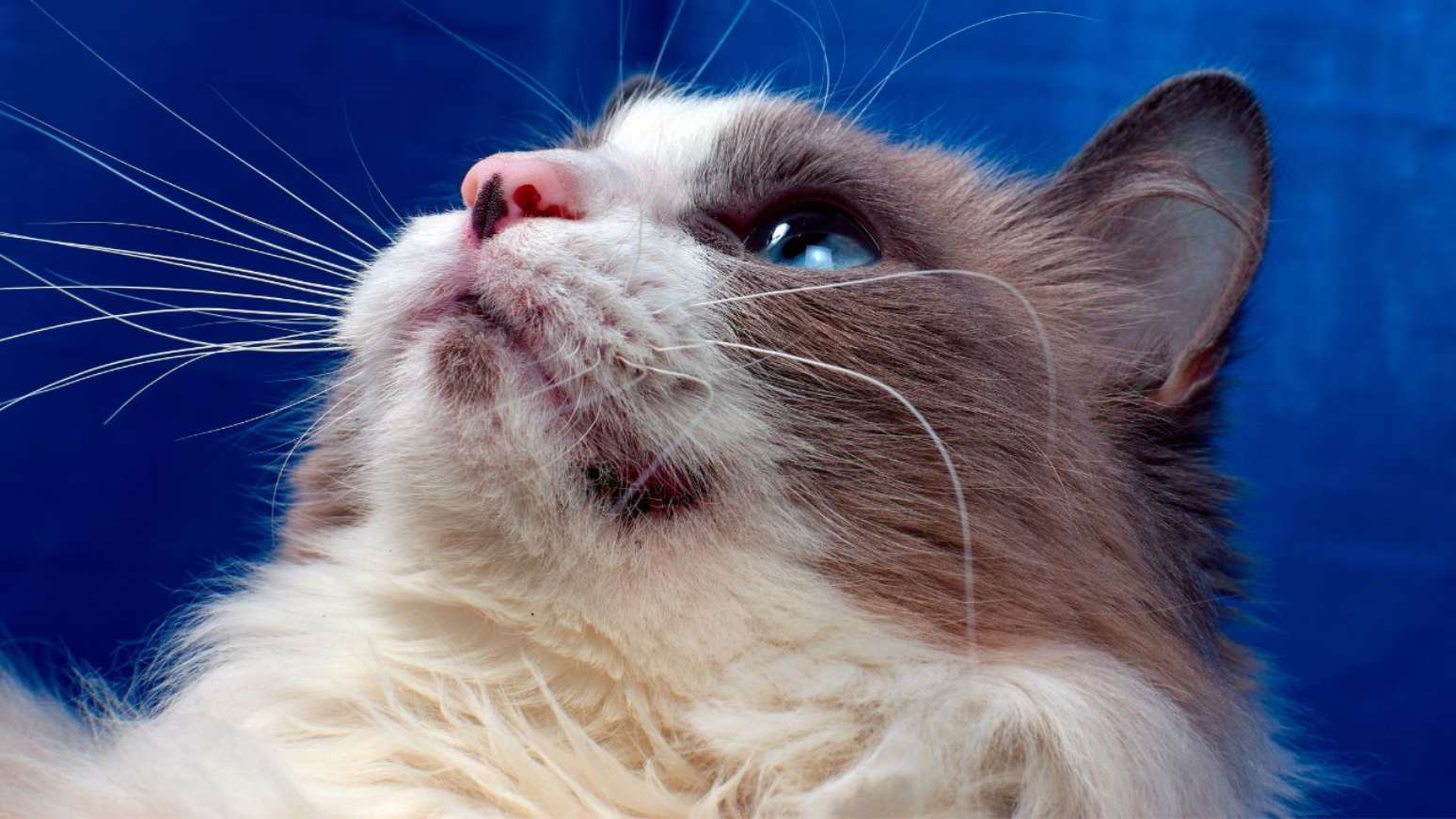 Entenda o que é acne felina e aprenda a evitar esse problema