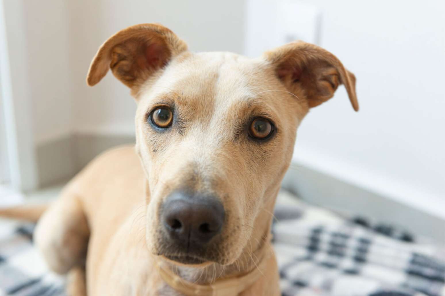 Dia Mundial do Cachorro: 10 fatos sobre o vira-lata caramelo, o ...