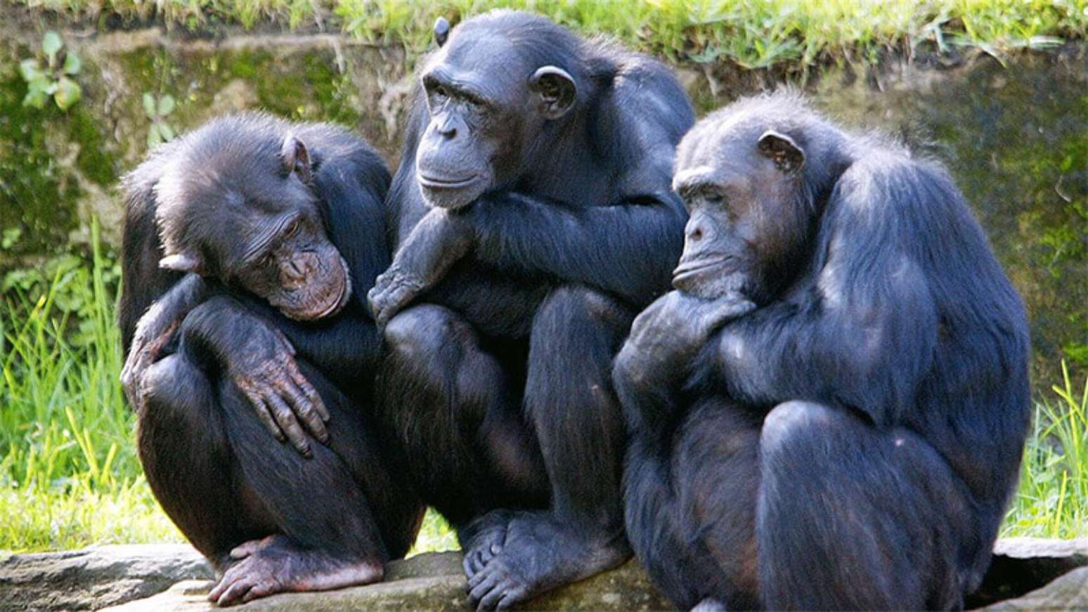 Conheça os 10 animais mais inteligentes do mundo