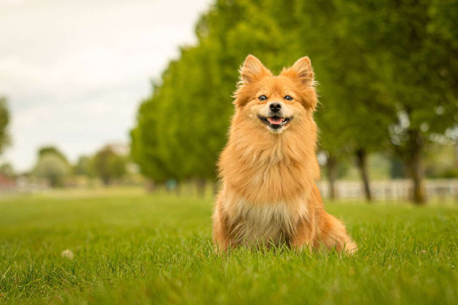 Saiba como cuidar de um cachorro da raça spitz alemão