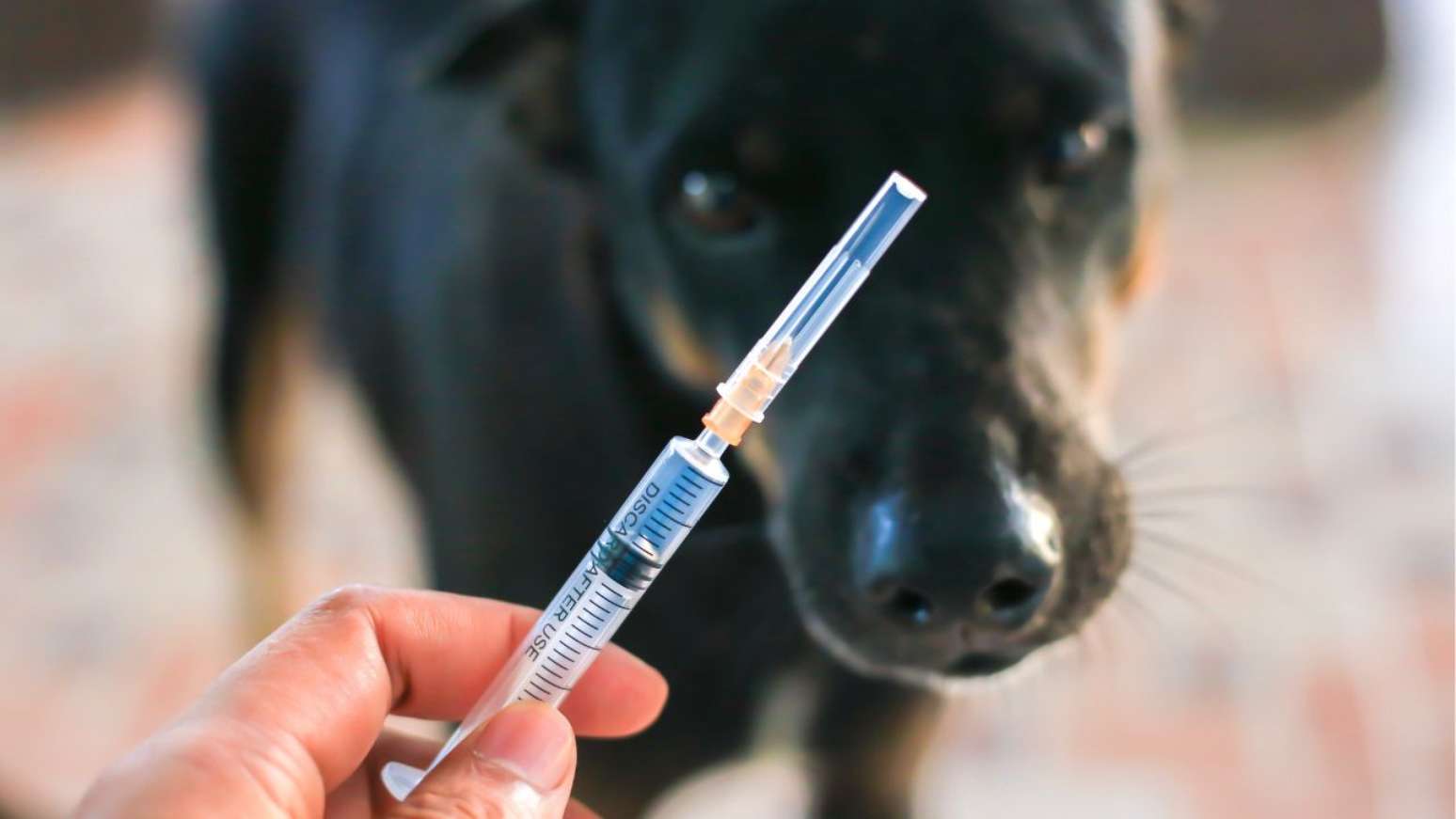 Raiva humana: conheça os sintomas, a transmissão e a prevenção