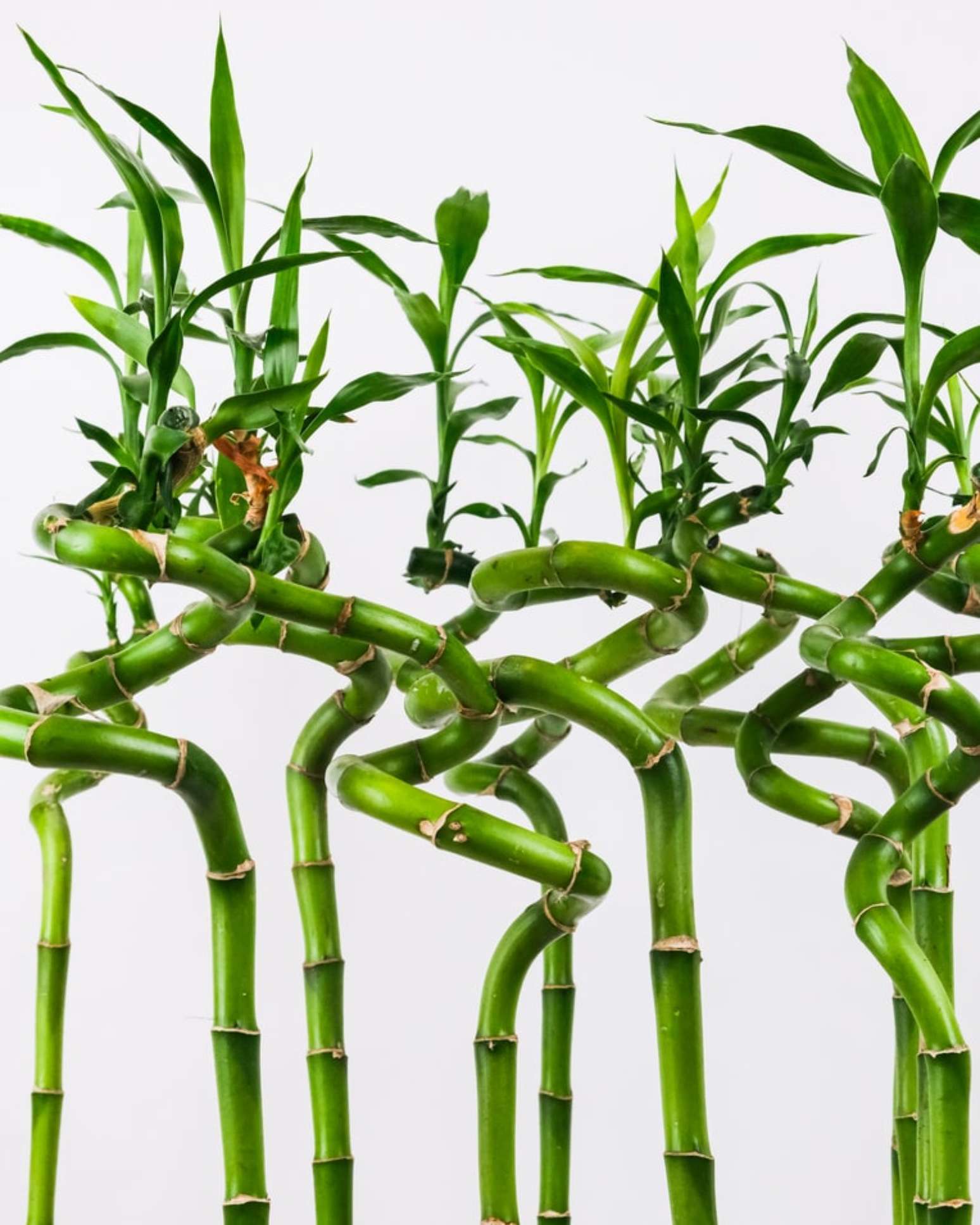 Bambu da sorte: como cuidar da planta que promete prosperidade o ano todo