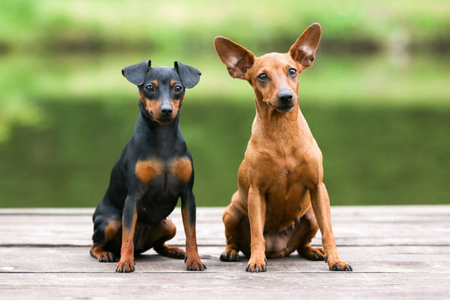 10 Mitos Sobre O Cachorro Da Raça Pinscher