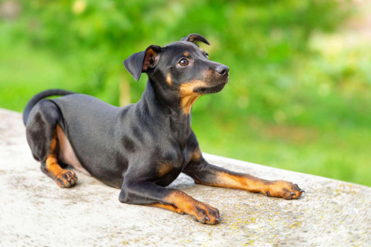 10 mitos sobre o cachorro da raça pinscher