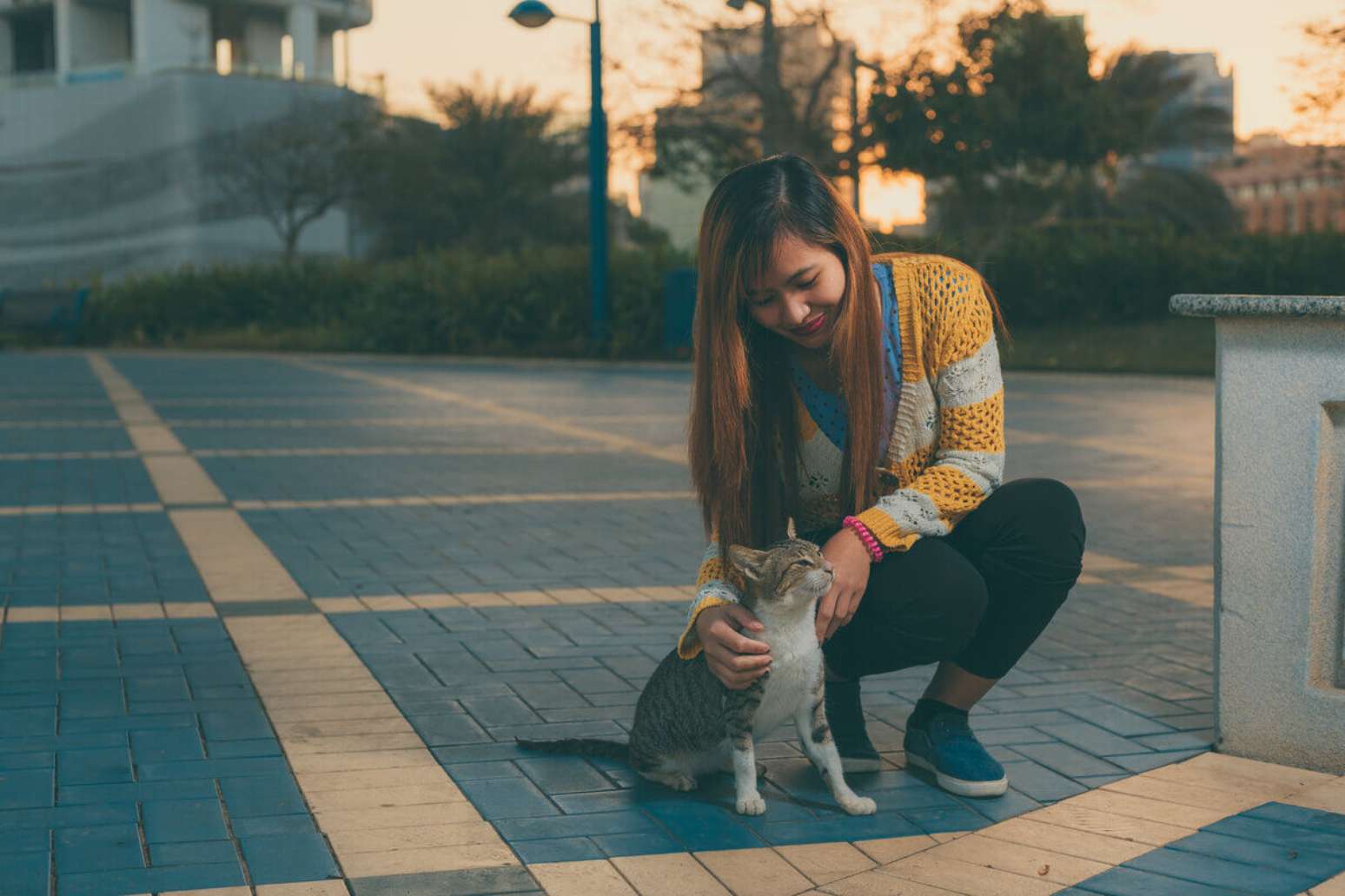 10 dicas para passear com o gato na rua