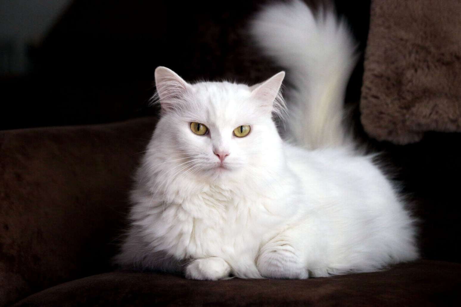 Conheça as características do gato angorá