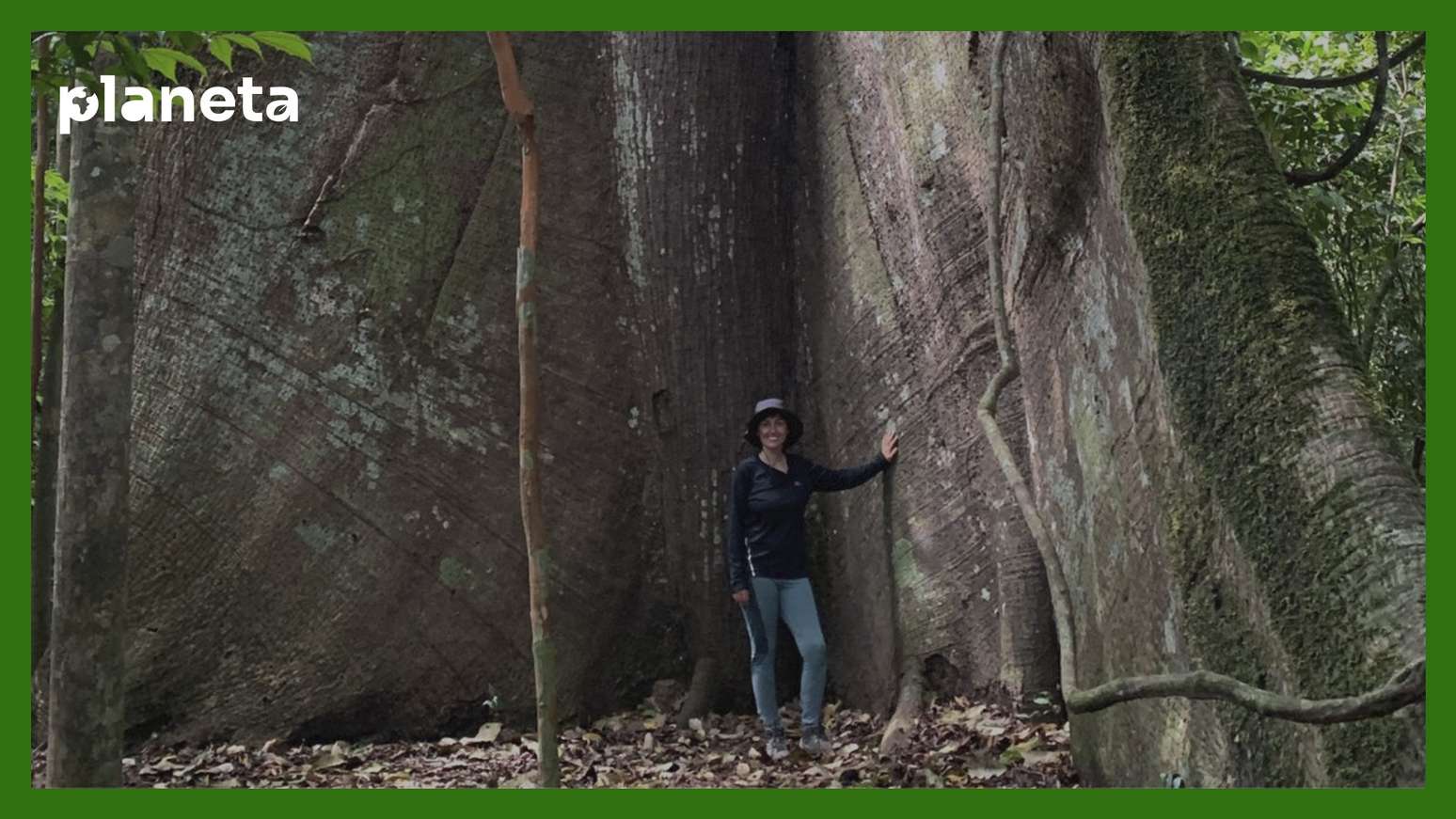 Como é a trilha até a árvore sumaúma de mil anos na Amazônia