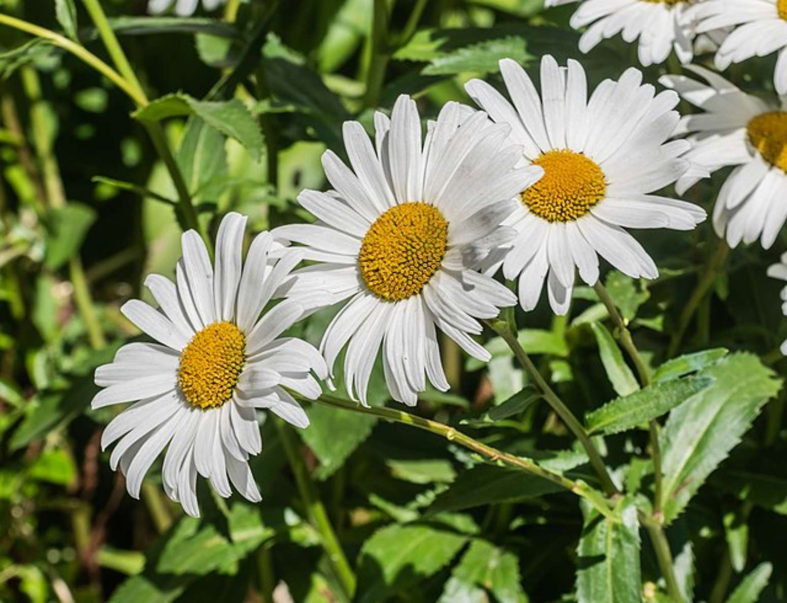 Como plantar margaridas: dicas de cultivo, rega, poda e tipos populares