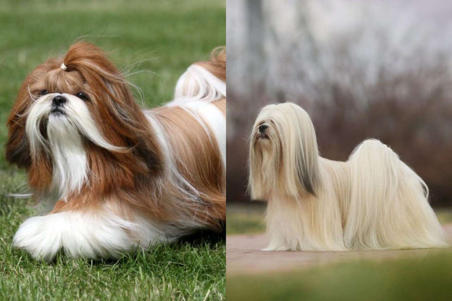 10 pares de raças de cachorros muito parecidos