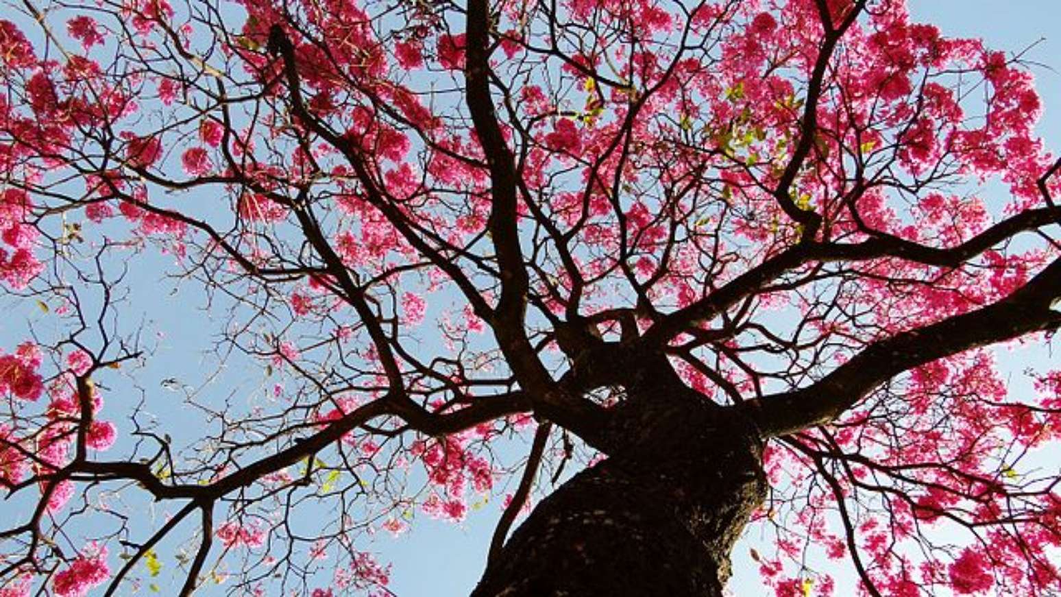 Como plantar o ipê, flor símbolo do Brasil!
