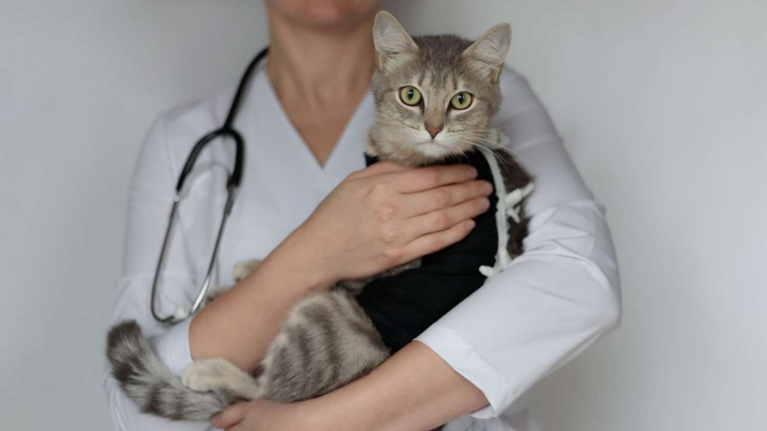 Saiba como cuidar bem de um pet operado