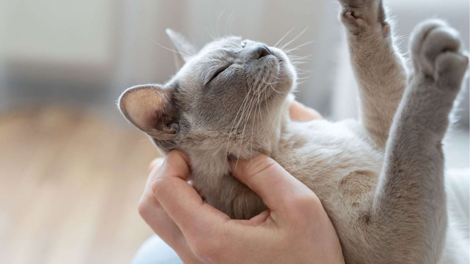 Dicas para fazer carinho em gatos de uma forma que eles gostem
