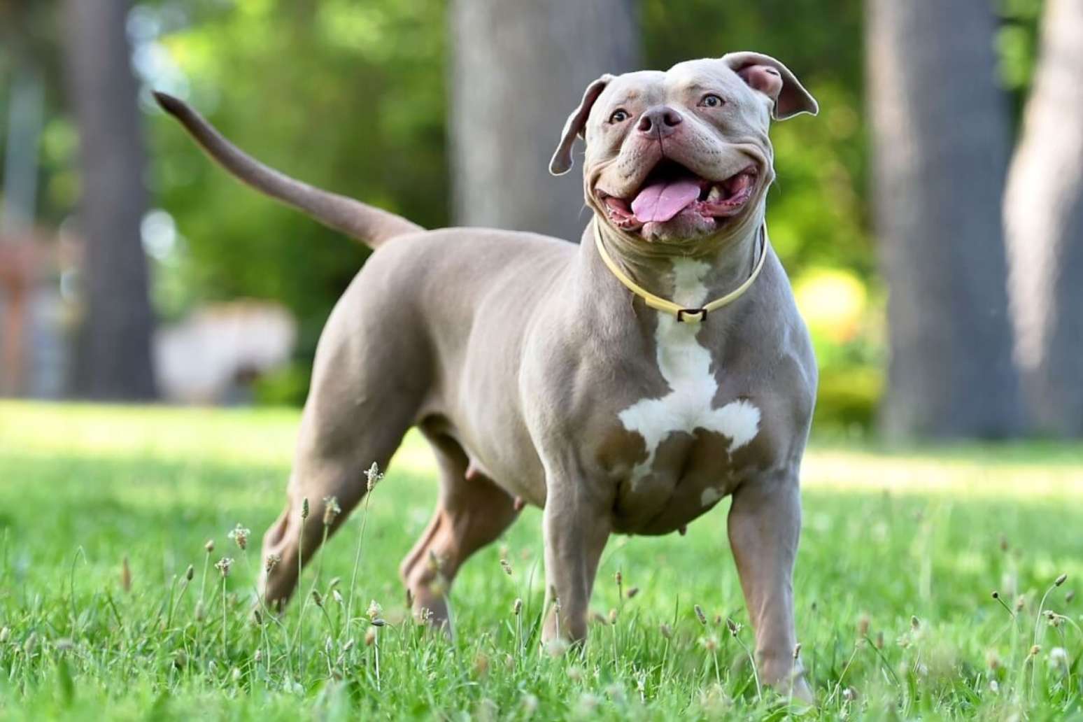 4 características do cachorro da raça american bully