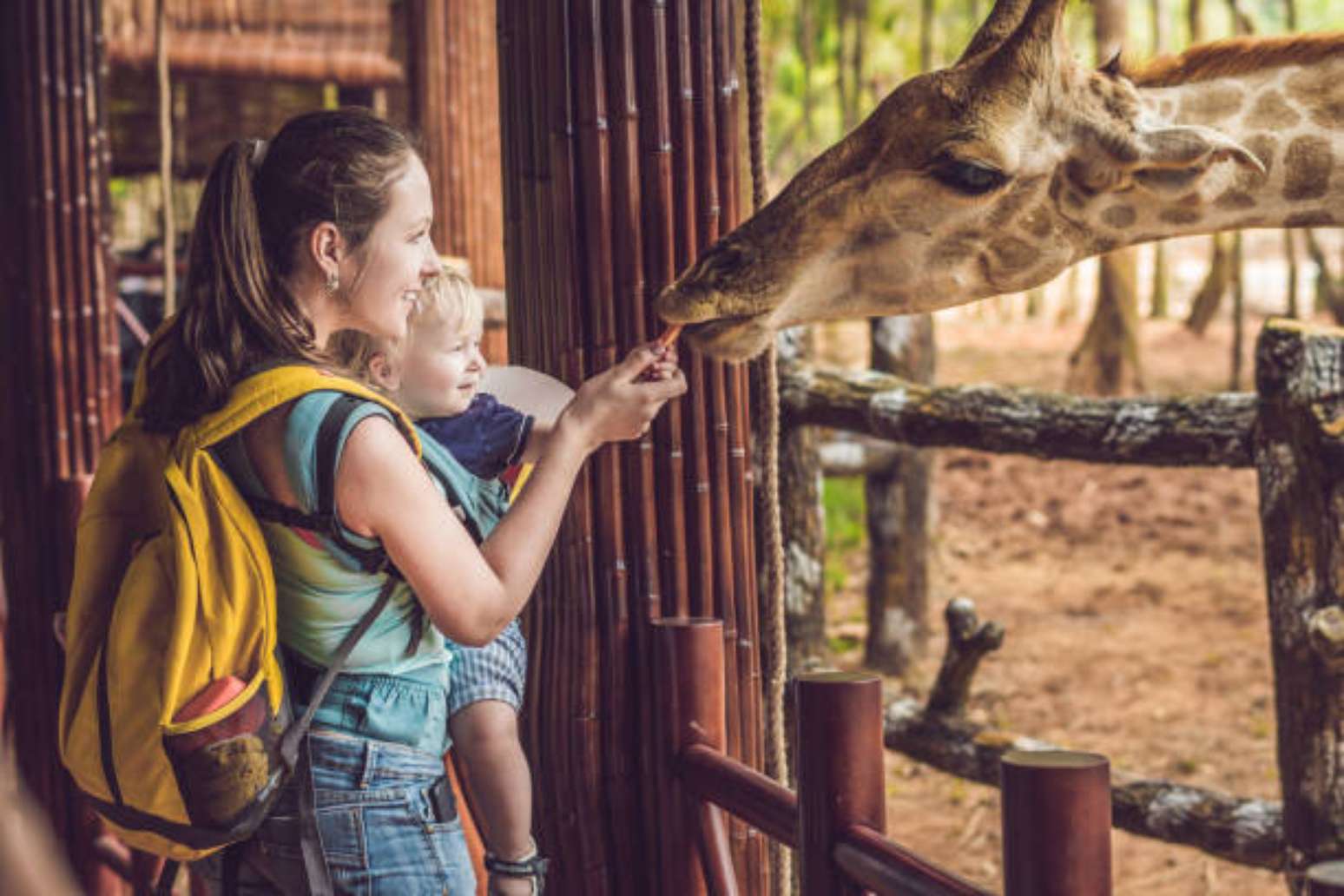 Zoológico de São Paulo - um guia completo com atrações, preços, como ...