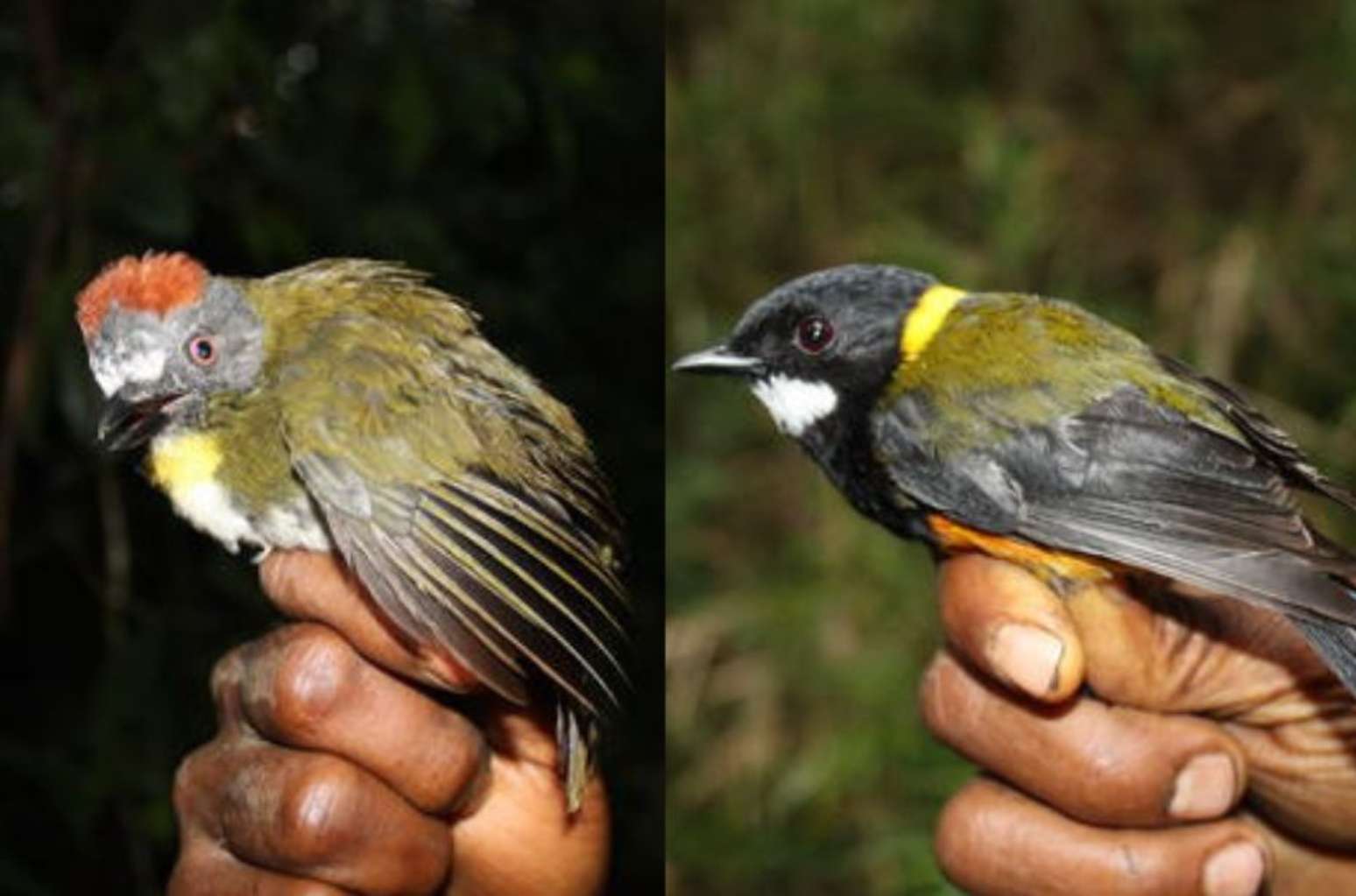 Cãibras e até a morte: conheça as aves venenosas descobertas na Nova Guiné