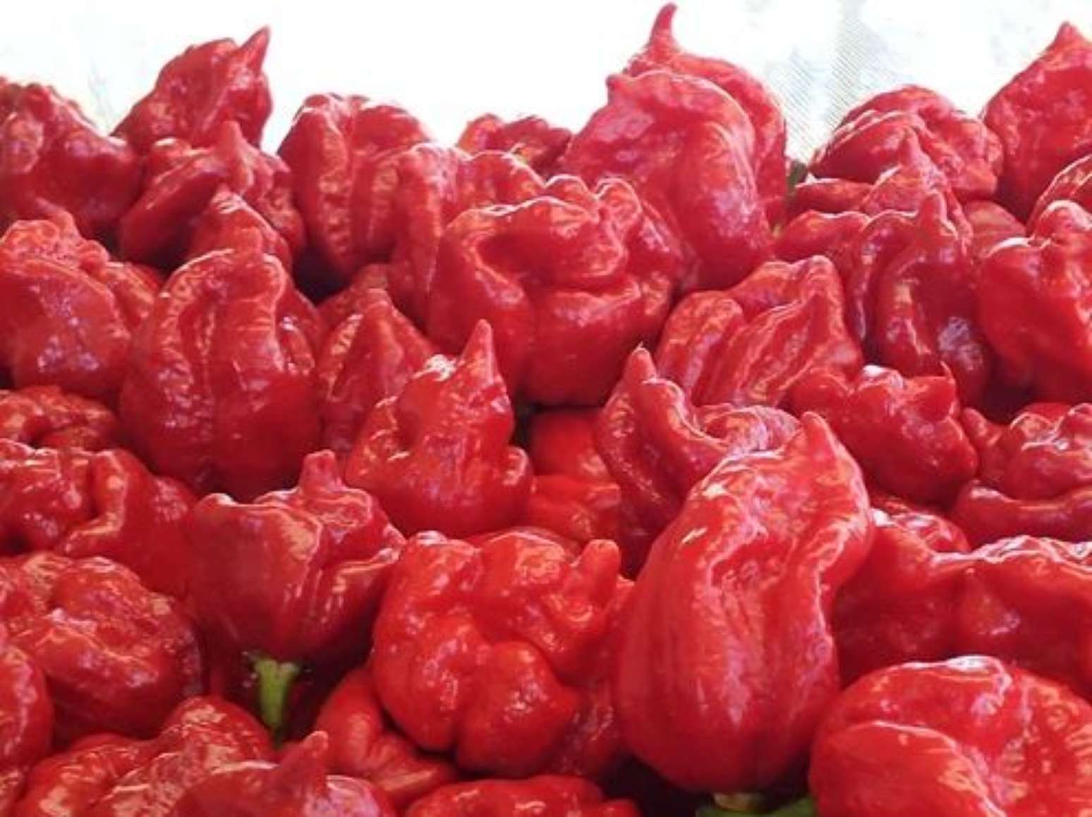 Conheça as cinco pimentas mais fortes do mundo