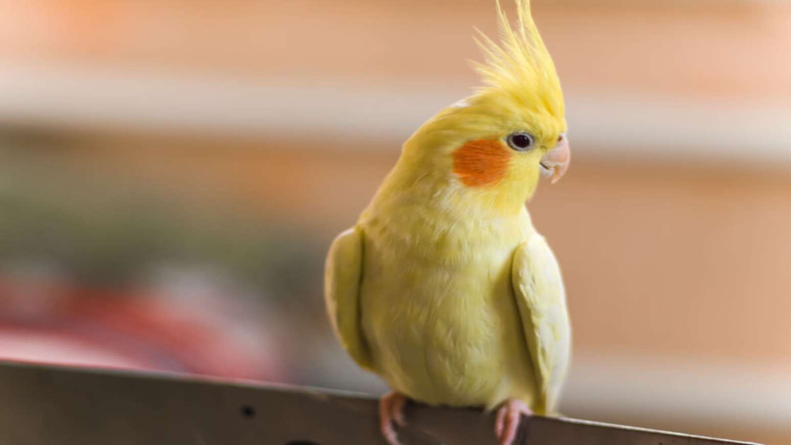 8 animais de estimação de pequeno porte e fáceis de cuidar