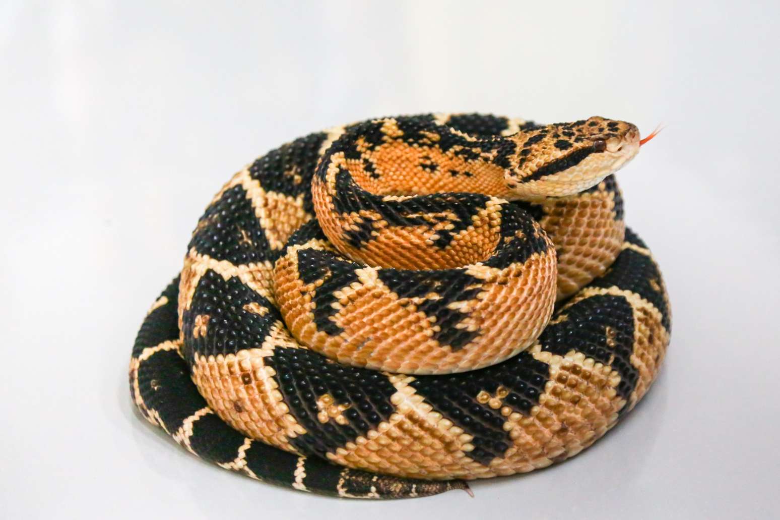 Surucucu: a maior cobra peçonhenta das Américas, o que se sabe sobre ela?