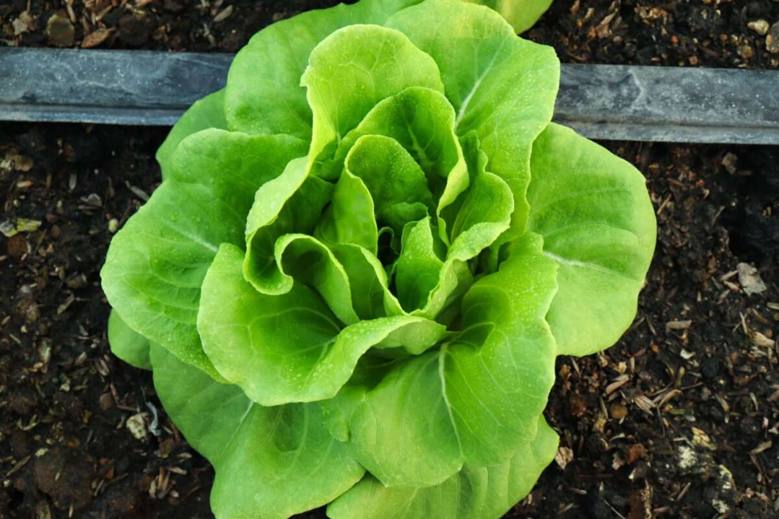 7 tipos de alface e como utilizá-los nas suas refeições